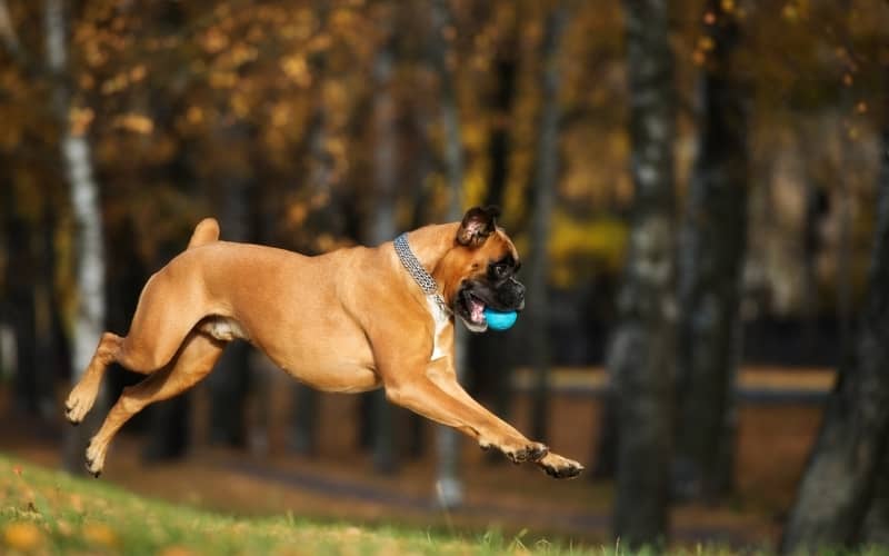 Bóxer Alemán Historia y más - Grandes Razas de Perros