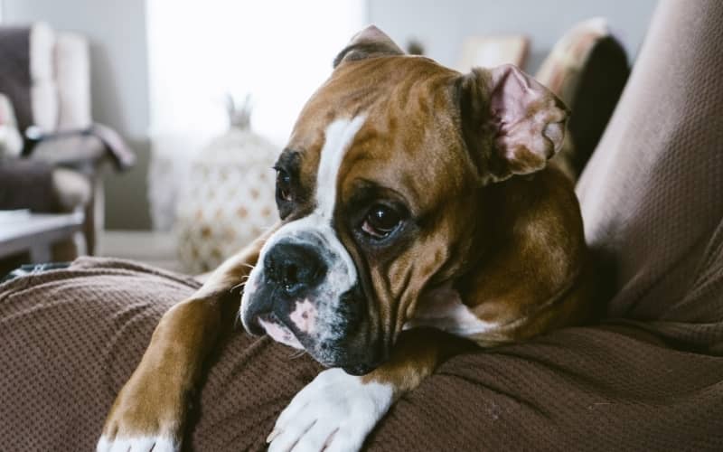 Bóxer Alemán Historia y más - Grandes Razas de Perros